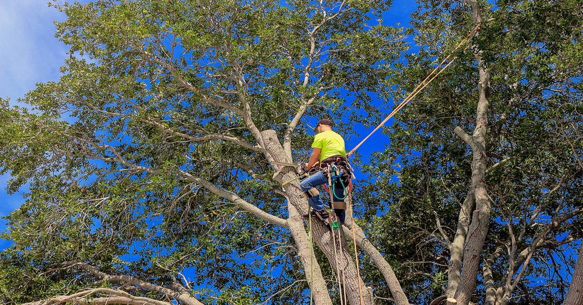 Tree Service Washougal WA | Arbor City Tree Care