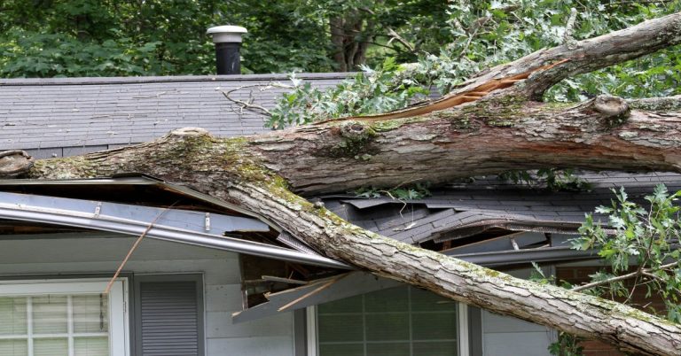 What To Do If A Tree Falls On Your House | Arbor City Tree Care