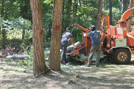 Do I Need a Permit to Cut a Tree on My Property? | Arbor City Tree Care