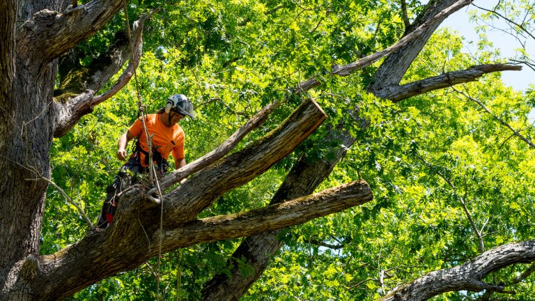The Risks of DIY Tree Removal: Why You Should Hire a Professional ...