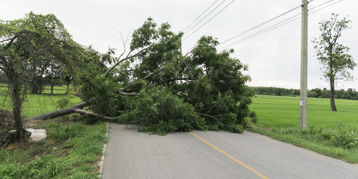 Arborist Battle Ground WA | Arbor City Tree Care