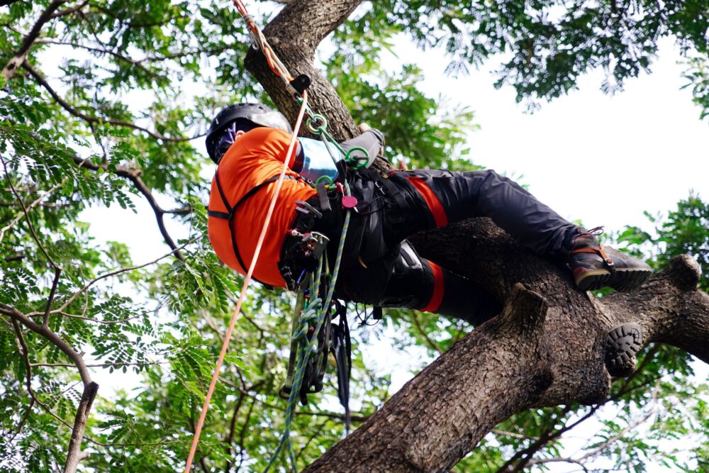 The Importance of Regular Tree Care from a Certified Arborist | Arbor ...