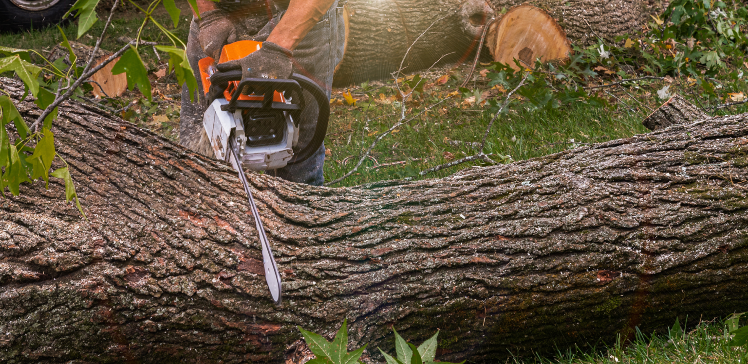 The Tree Removal Process: What to Expect from Start to Finish | Arbor ...