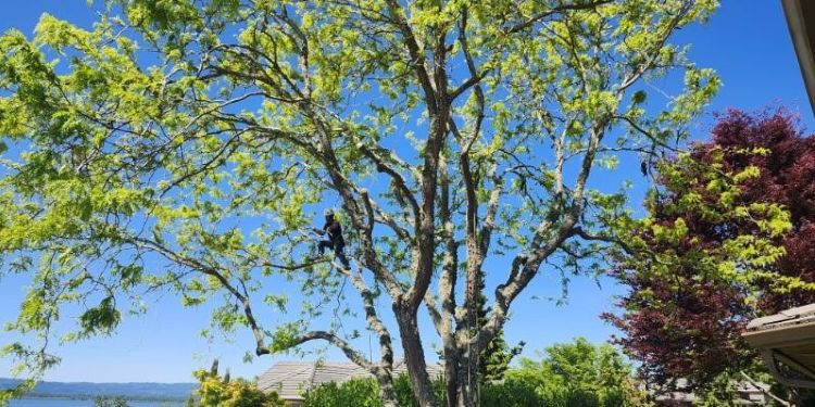 Signs of Unhealthy Trees | Arbor City Tree Care