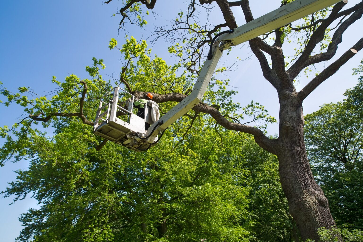 How Can Expert Tree Service Protect Your Property From Preventable ...